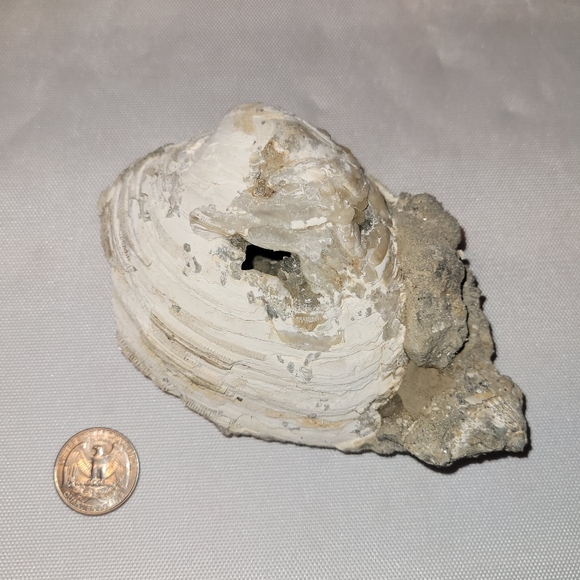 Rocks | Accents | Rare Raw Calcified Calcite Clam Fossil With Uv ...